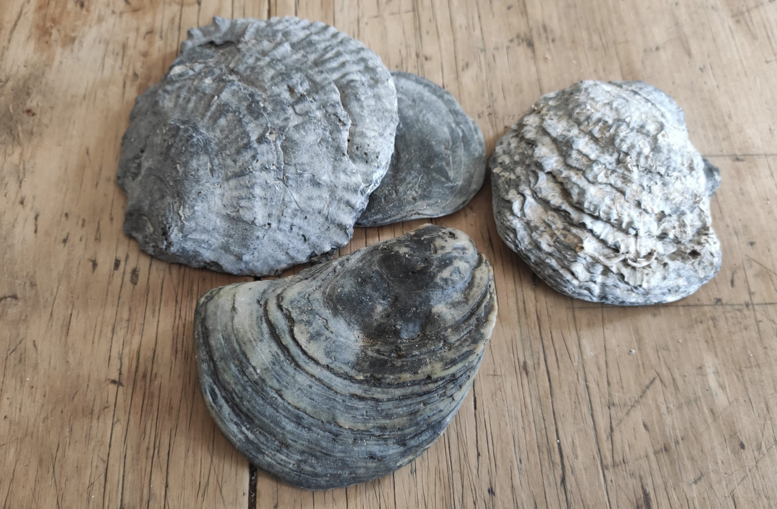 Oyster shells, salt & the Firth of Forth - Design Exhibition Scotland